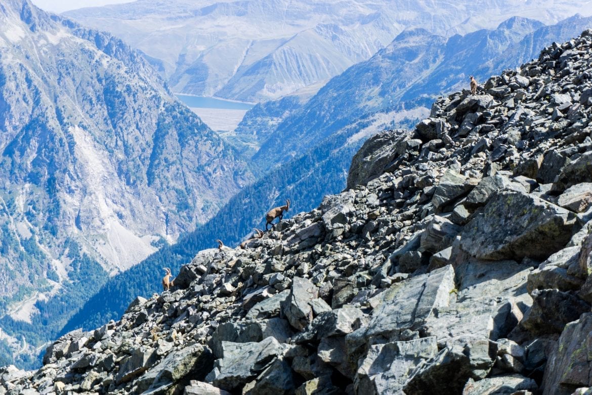 De berggeit, is hij wel wie hij zegt dat hij is? - The Outdoors
