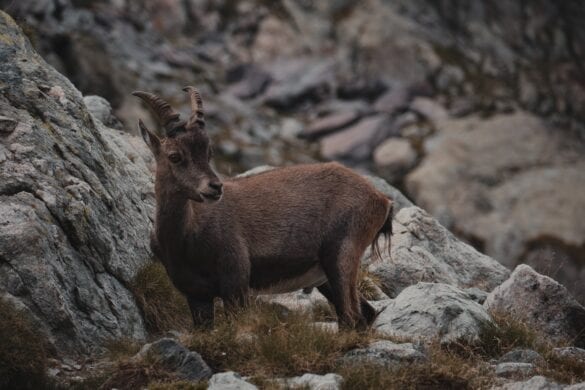 De berggeit, is hij wel wie hij zegt dat hij is? - The Outdoors
