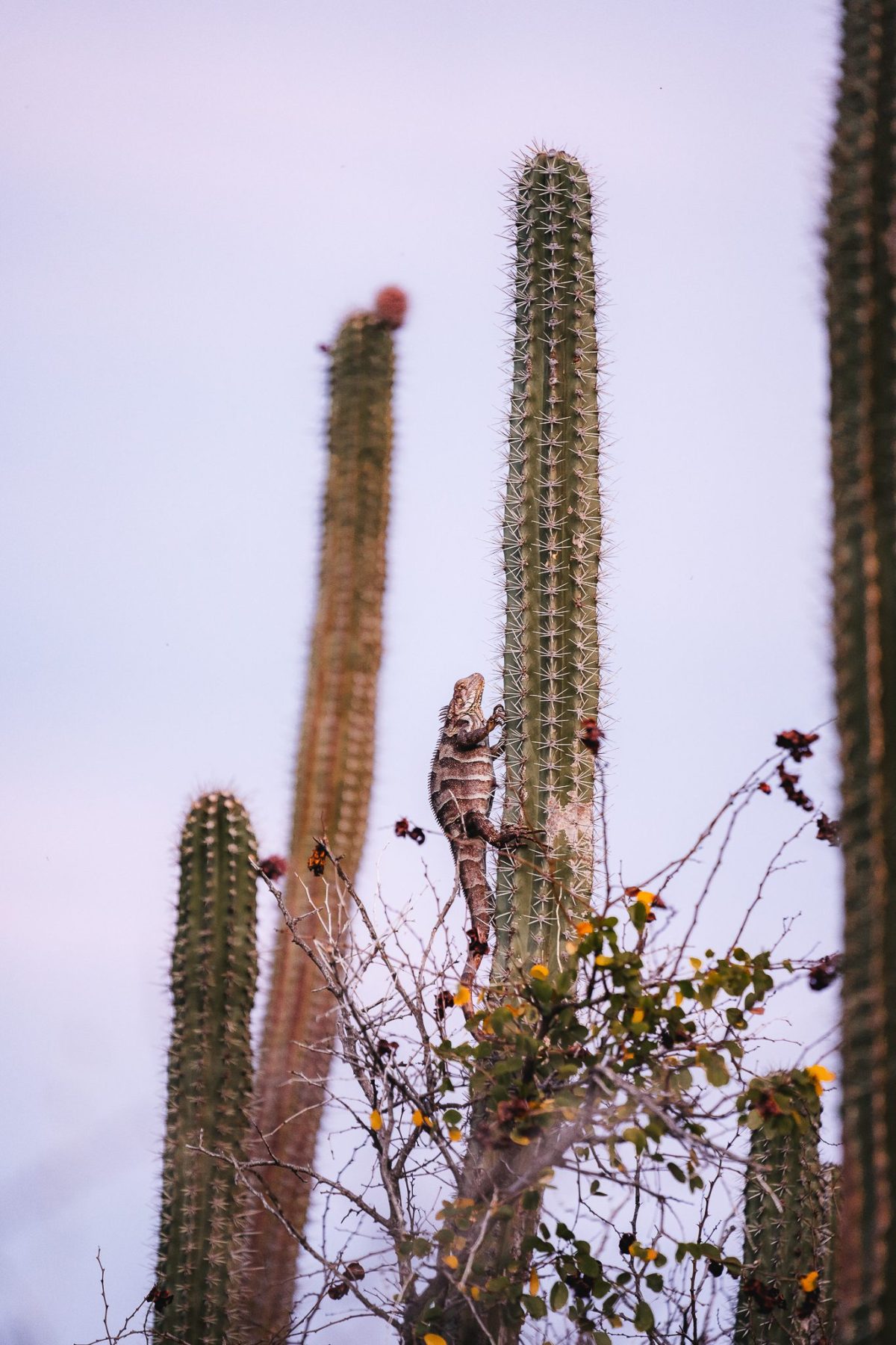 Aruba en het geheim achter de stralende kustlijn - The Outdoors