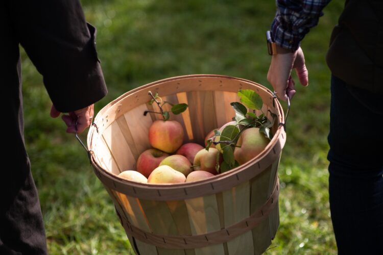 Wildplukken in de herfst, dit kun je eten uit de Nederlandse natuur ...