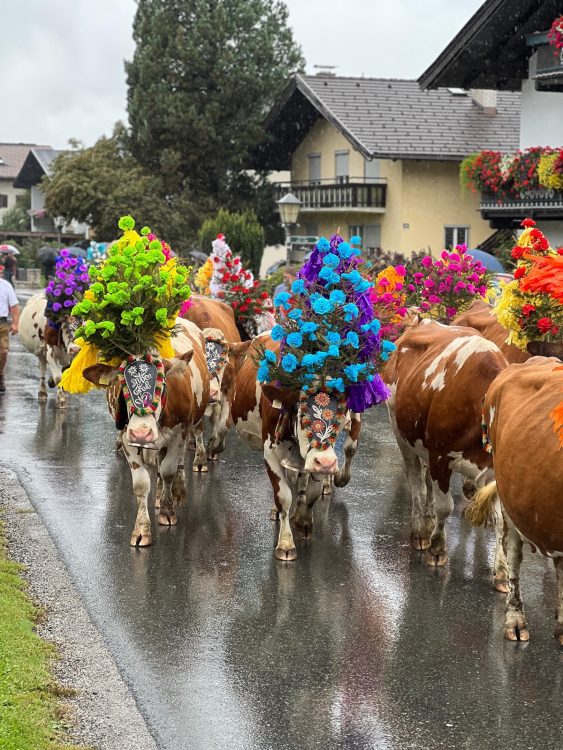 De Almabtrieb: een prachtige traditie in de Alpen - The Outdoors