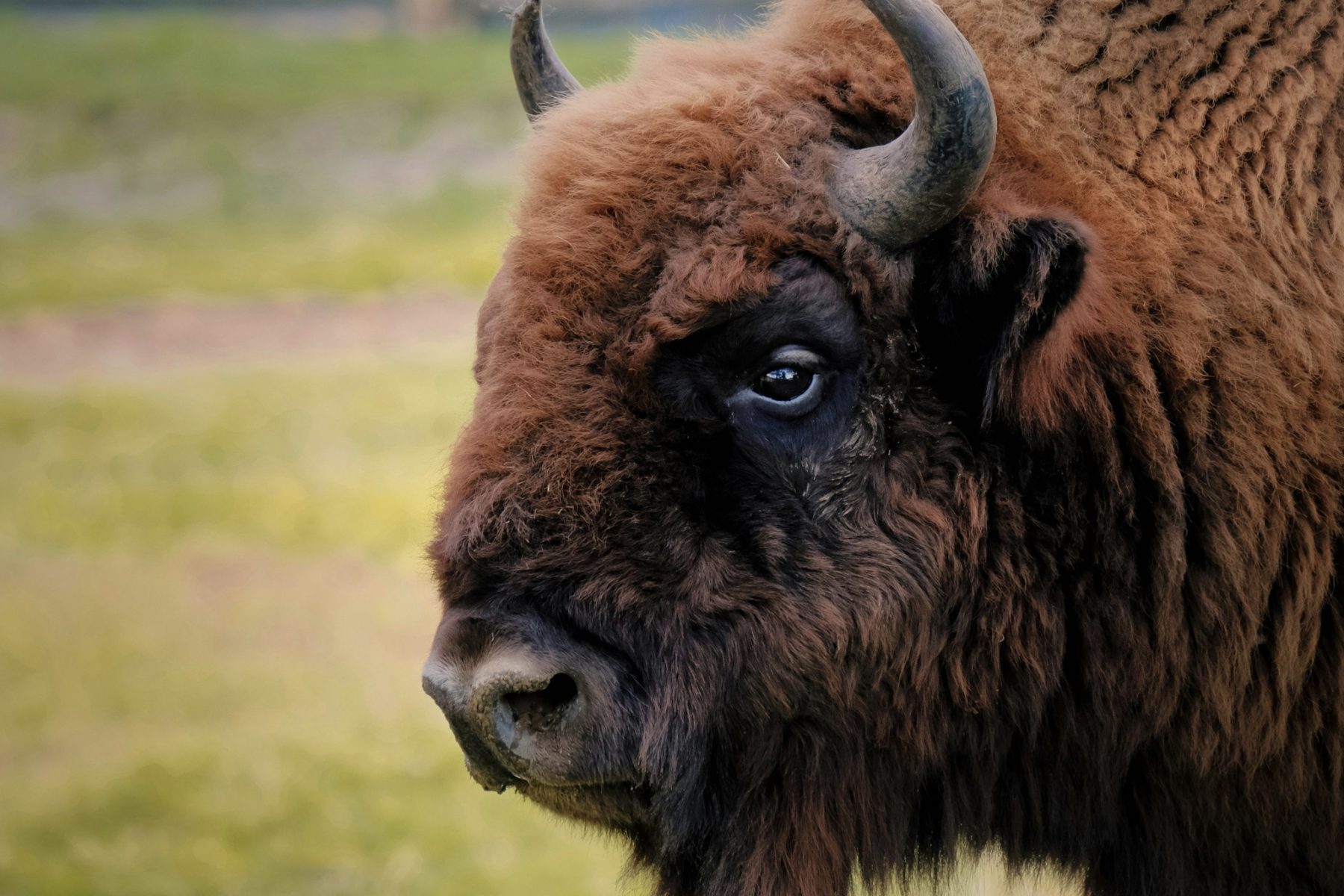 Wisenten in Nederland: wat zijn het en waar leven ze? - The Outdoors
